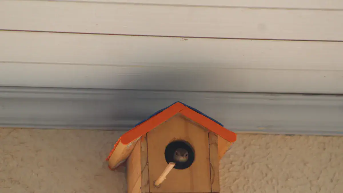 DIY Finch Bird House Plan: Free Build & Nesting Box